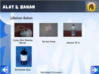 Laporan praktikum pembelahan mitosis | PPTX
