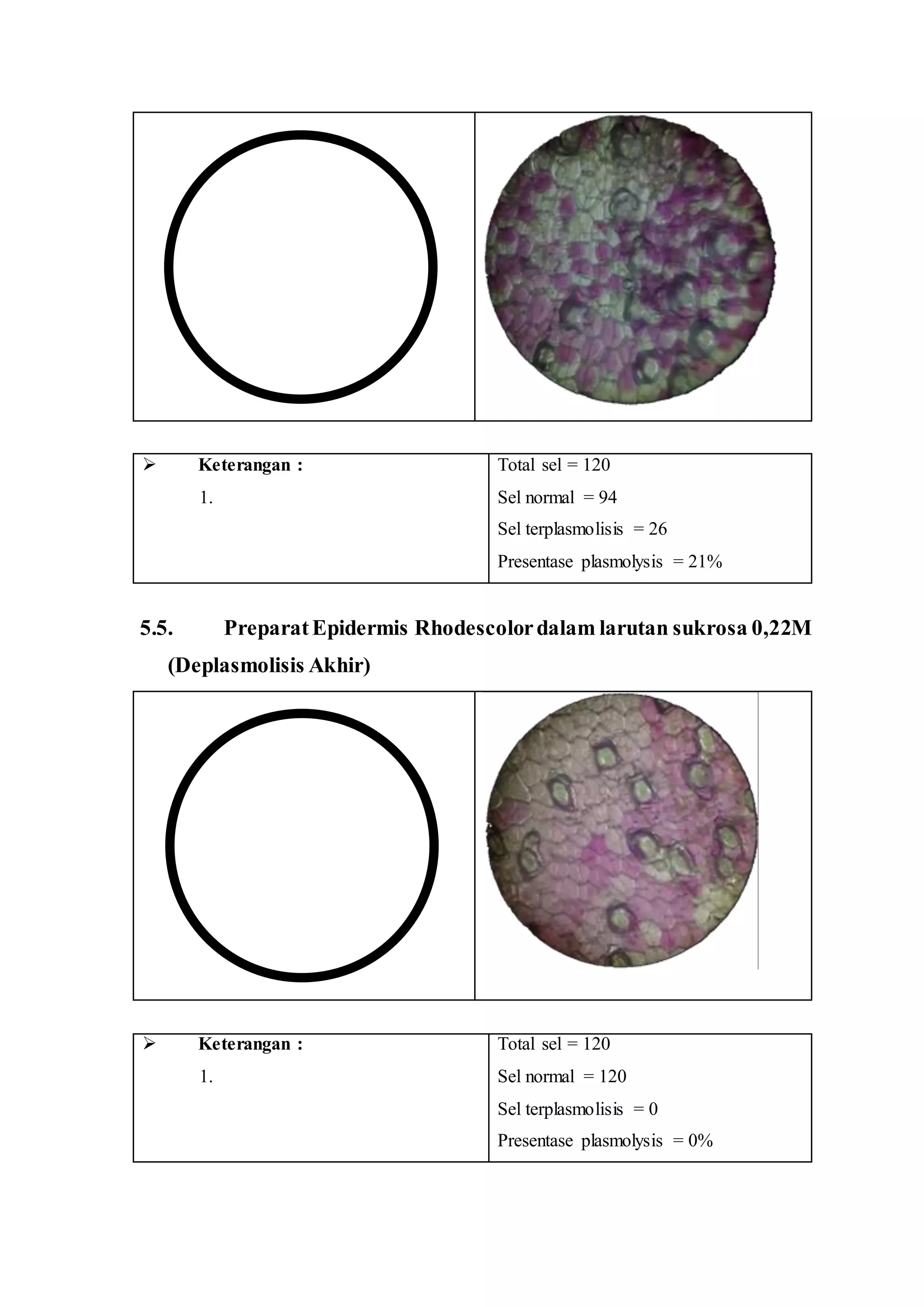 Laporan Resmi Praktikum Biologi Peristiwa Plamolisis dan Deplasmolisis | DOCX