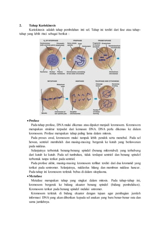 Laporan Resmi Praktikum Biologi Tahapan Mitosis dan Meiosis Tumbuhan | DOCX