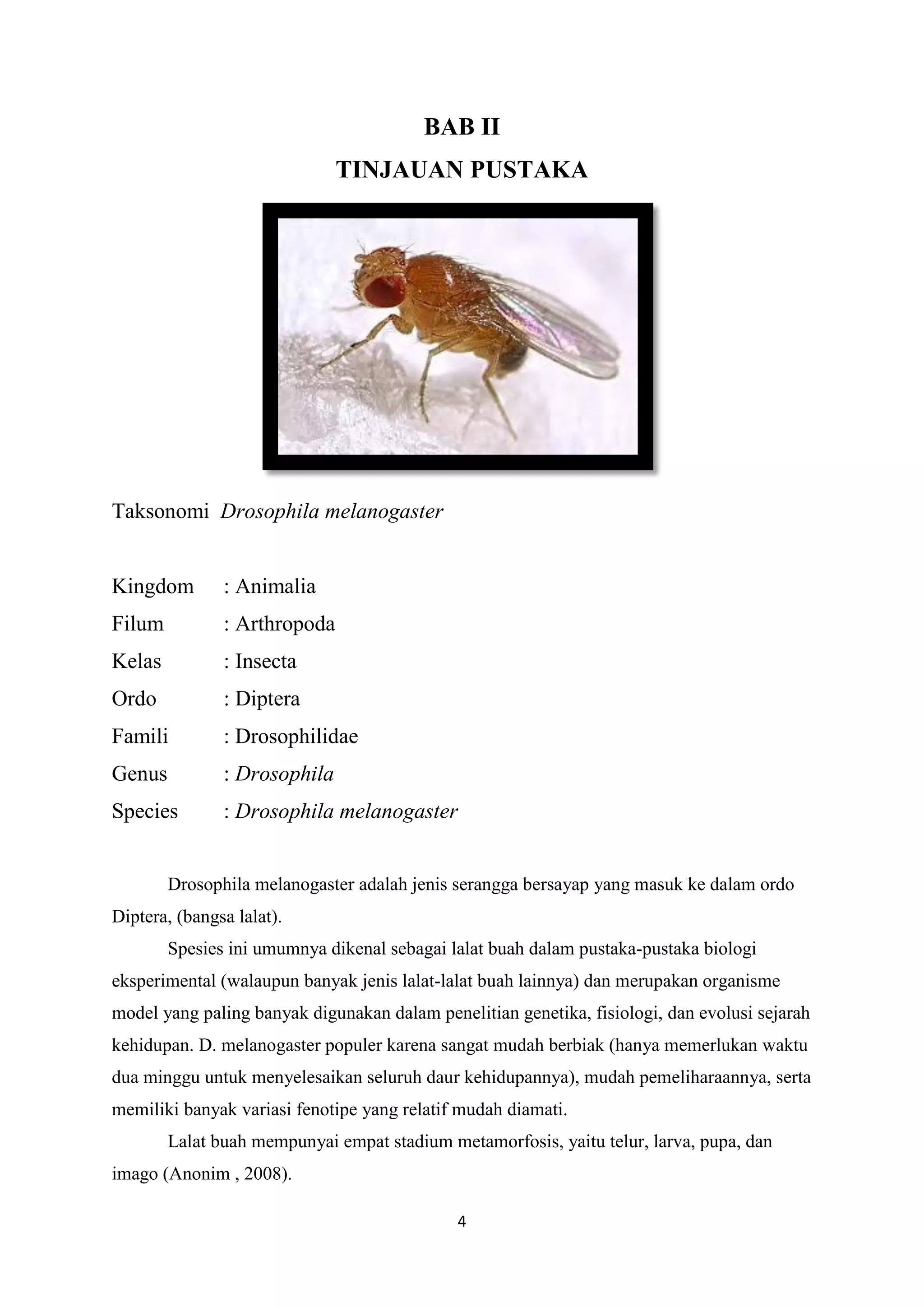 Laporan siklus hidup lalat buah " DROSOPHILA MELANOGASTER | PDF