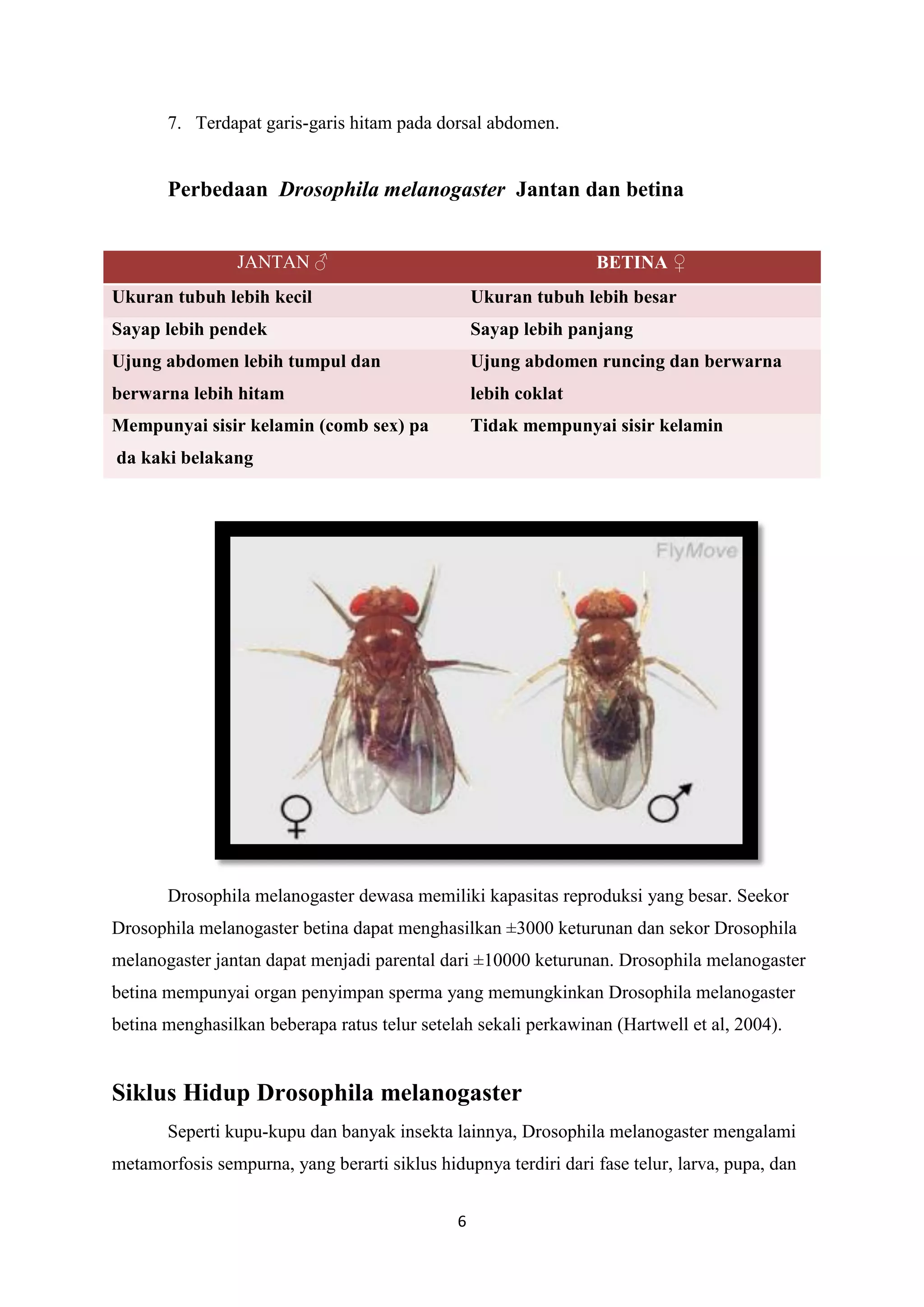 Laporan siklus hidup lalat buah " DROSOPHILA MELANOGASTER | PDF