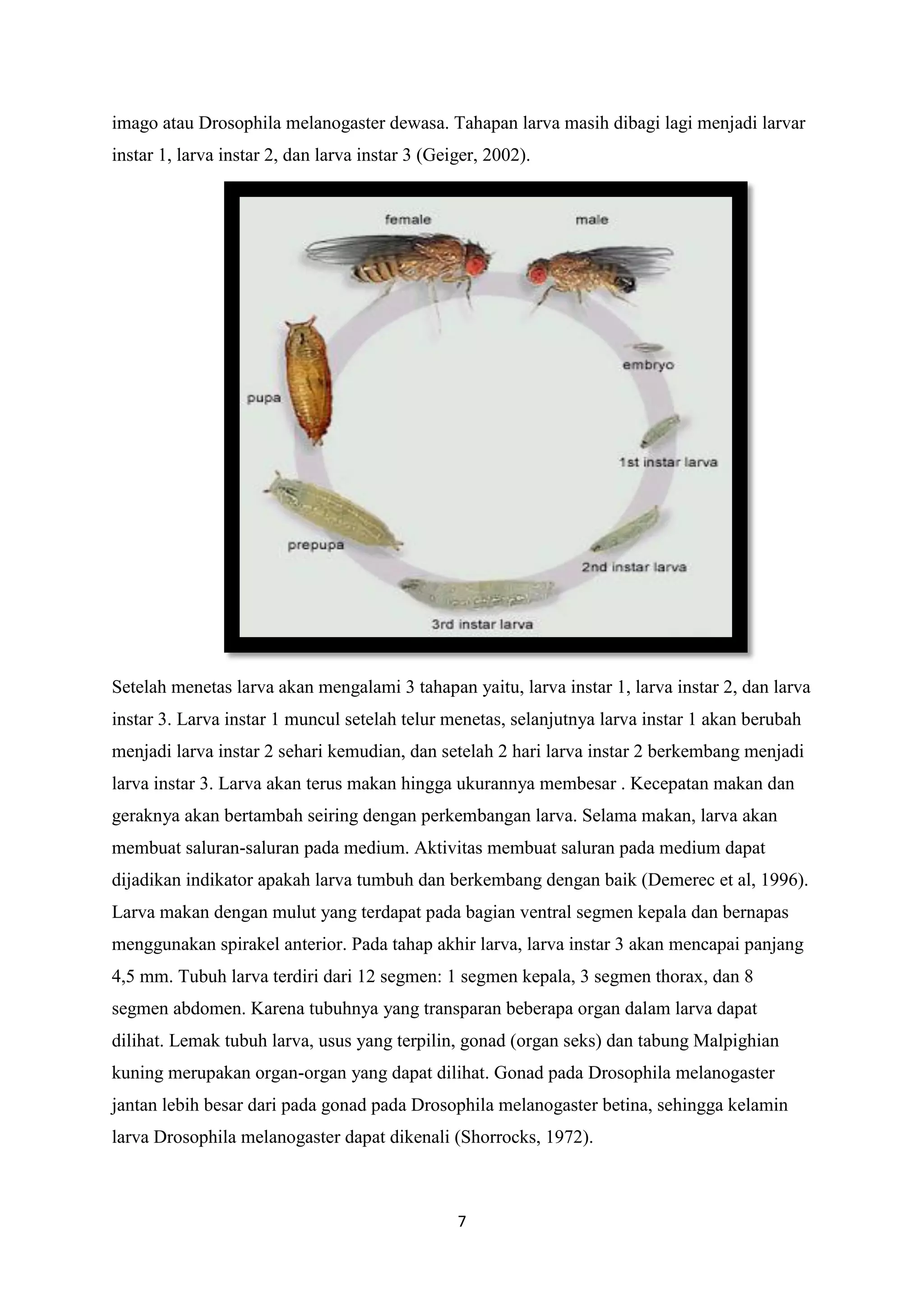 Laporan siklus hidup lalat buah " DROSOPHILA MELANOGASTER | PDF