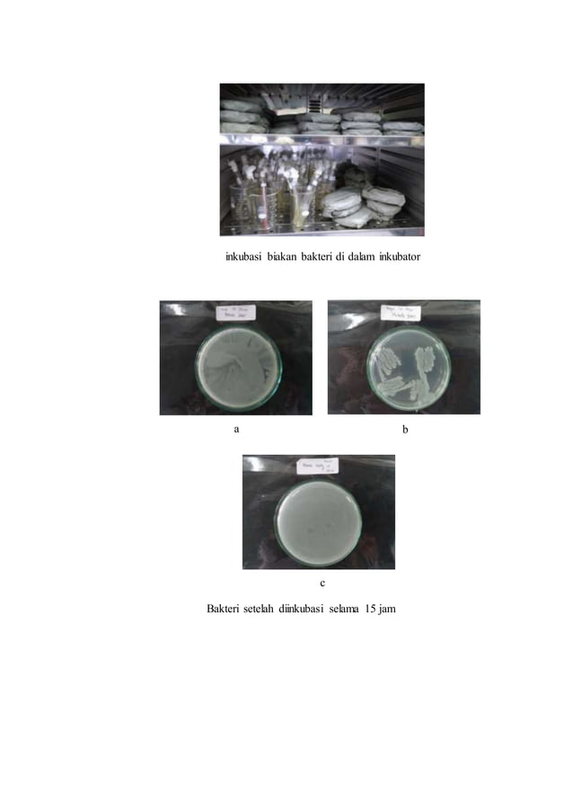 Laporan sterilisasi, pembuatan media, dan teknik inokulasi | DOCX