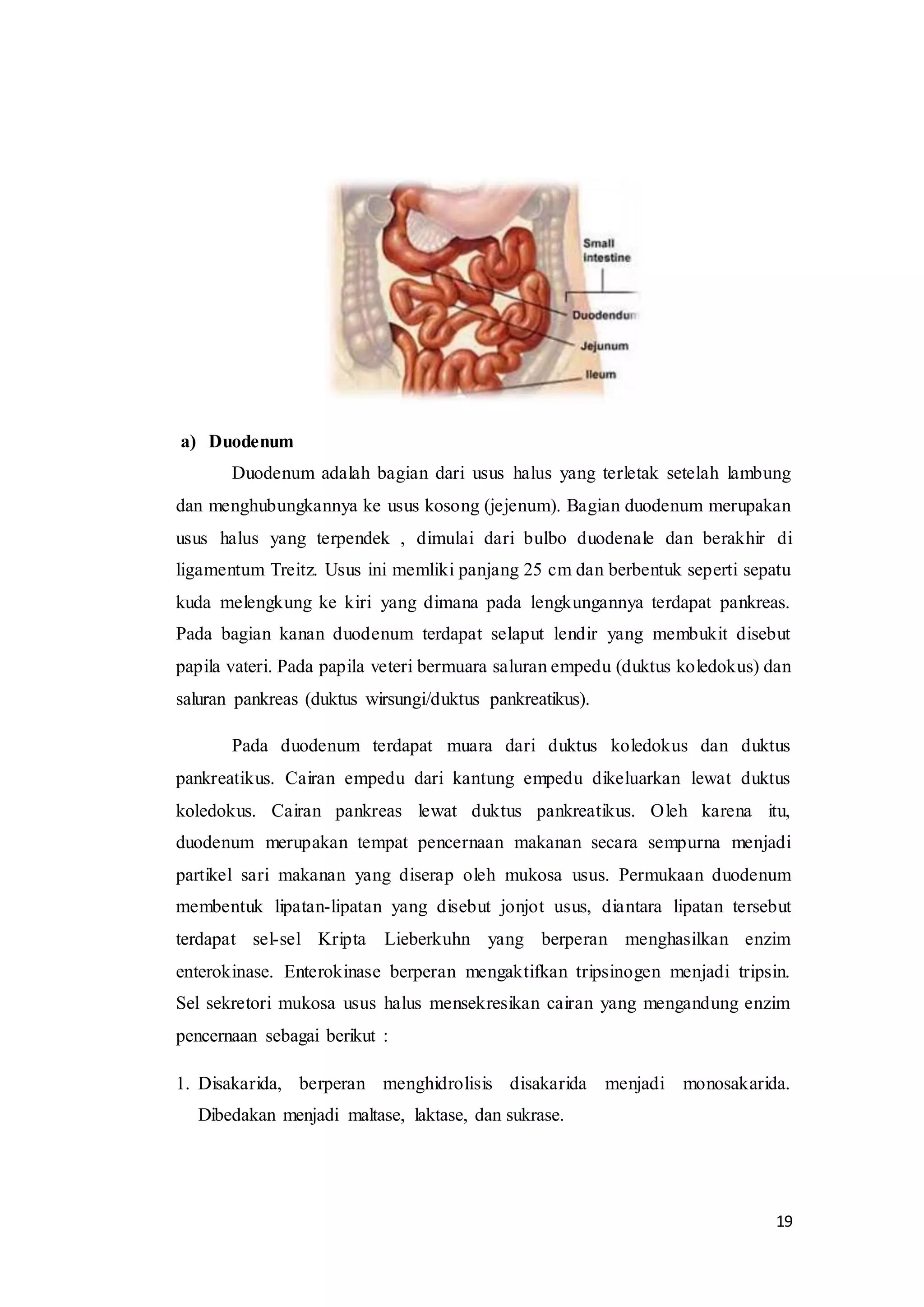 Laporan tutorial fisiologi sistem pencernaan | DOCX