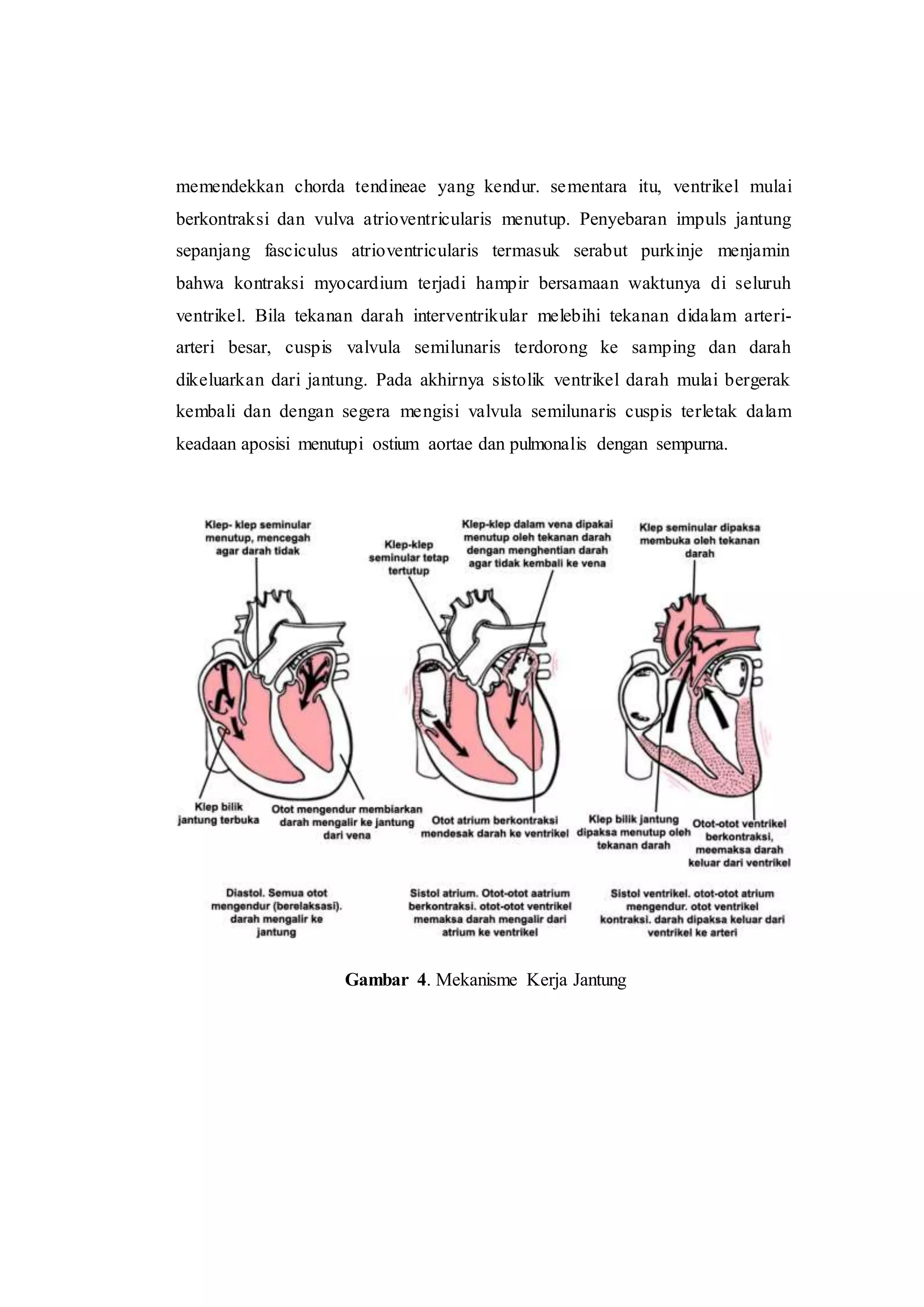 Laporan tutorial sistem cardiovascular | DOCX