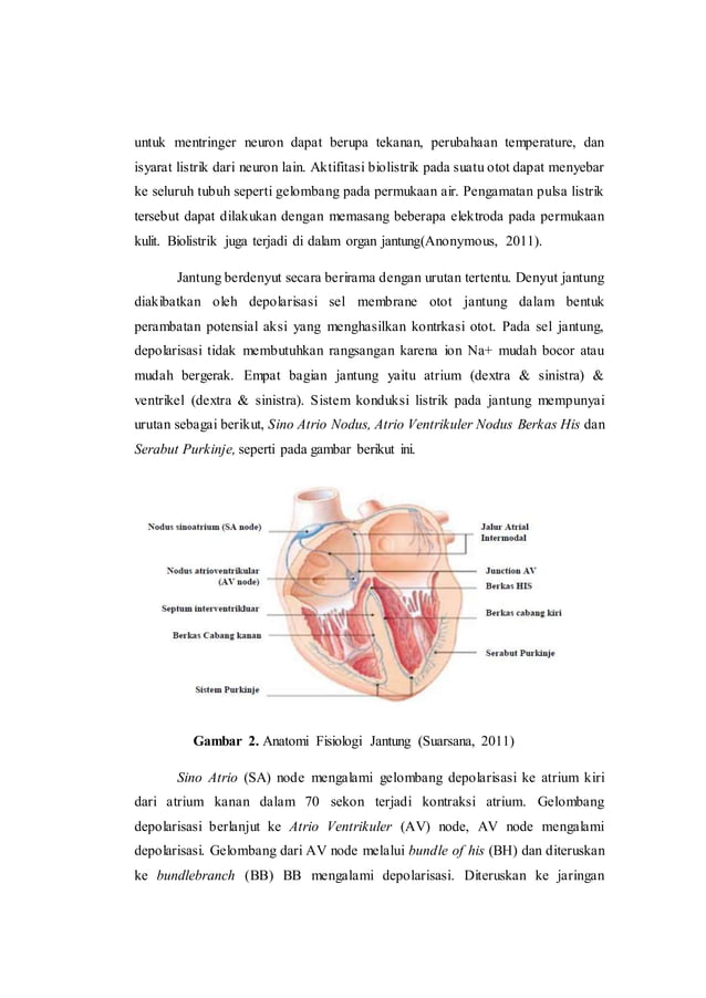 Laporan tutorial sistem cardiovascular | DOCX