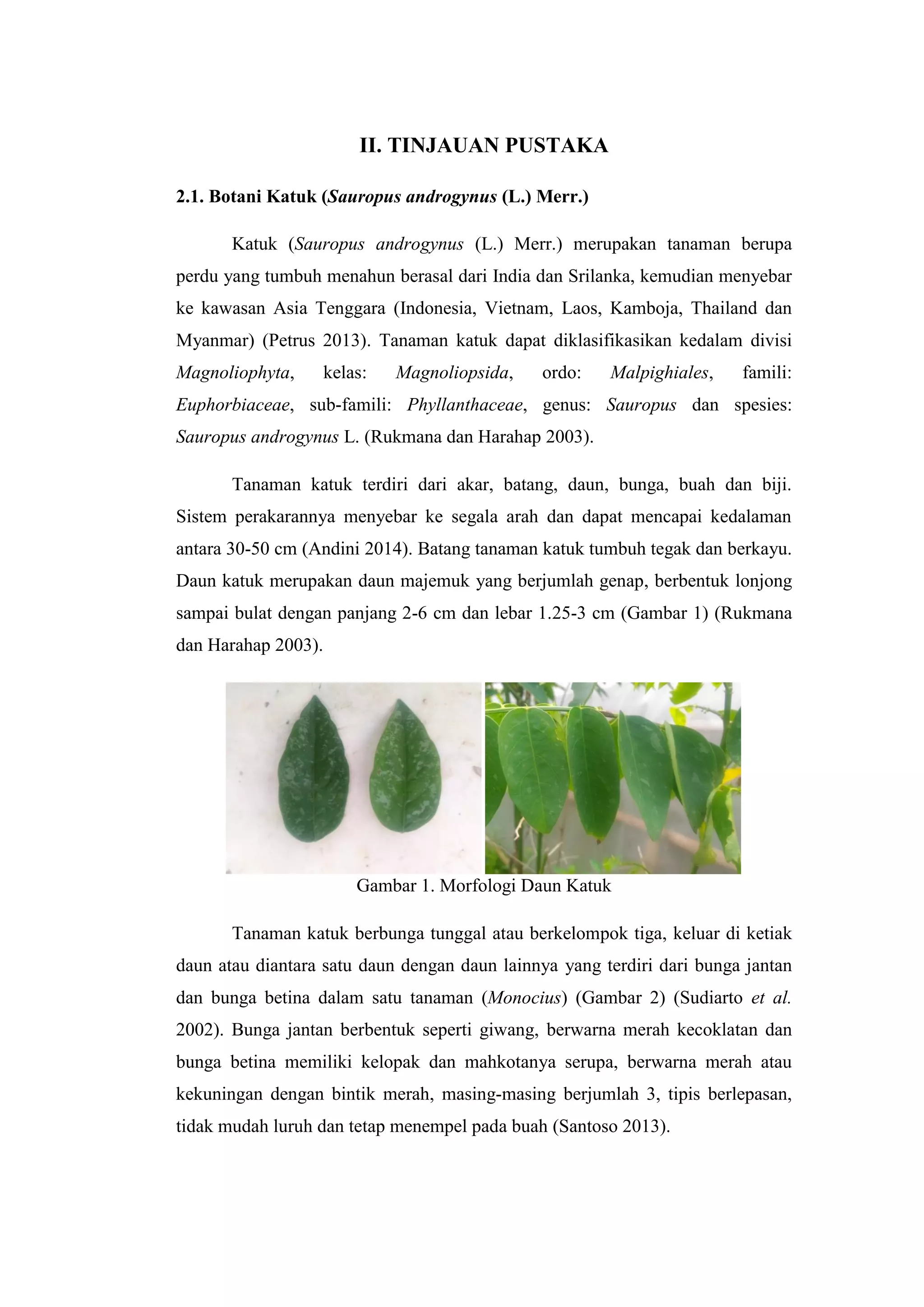 Laporan vegetatif tanaman katuk | PDF