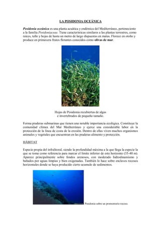 La posidonia oceánica by Cristina | PDF