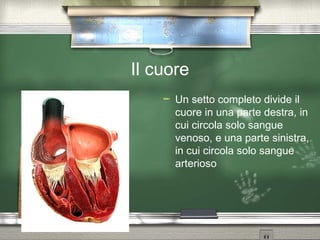 L'apparato Cariocircolatorio01 | PPT