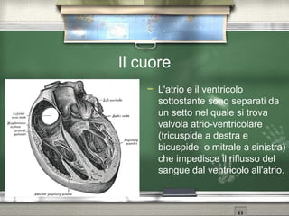 L'apparato Cariocircolatorio01 | PPT