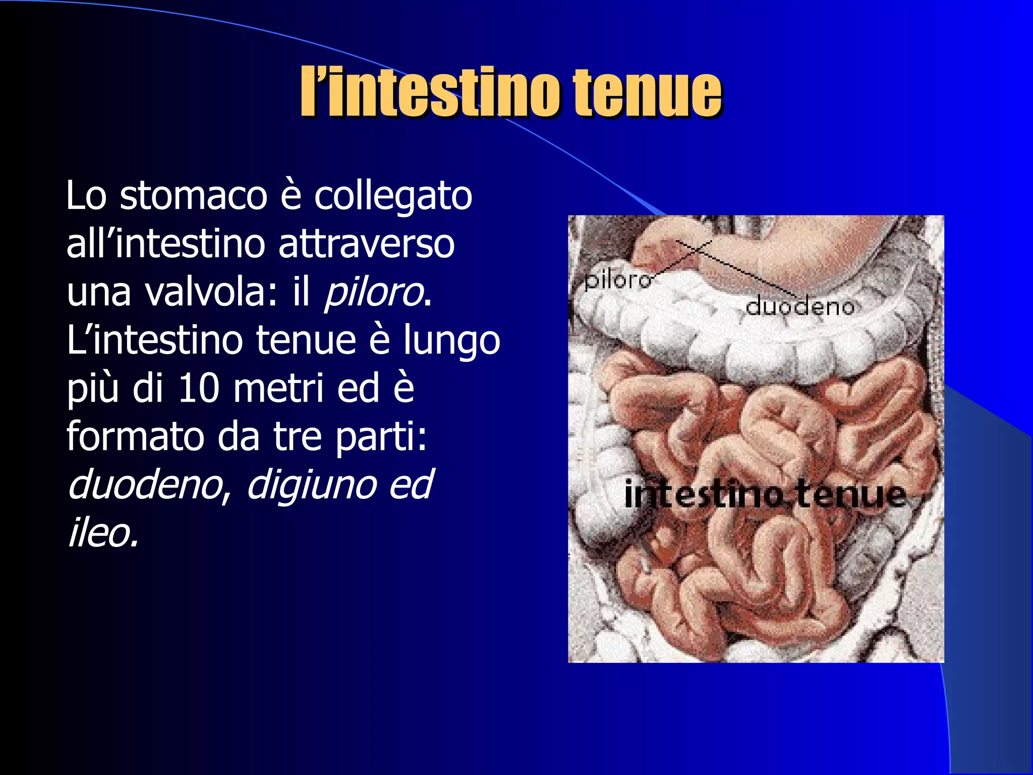 L’ Apparato Digerente | PPT