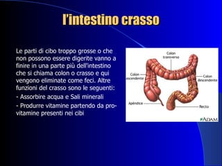 L’ Apparato Digerente | PPT