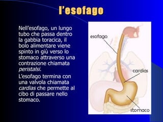 L’ Apparato Digerente | PPT