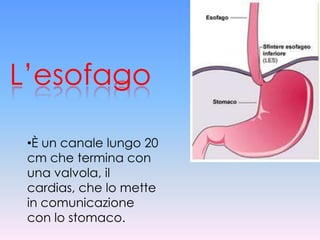 L'apparato digerente | PPT