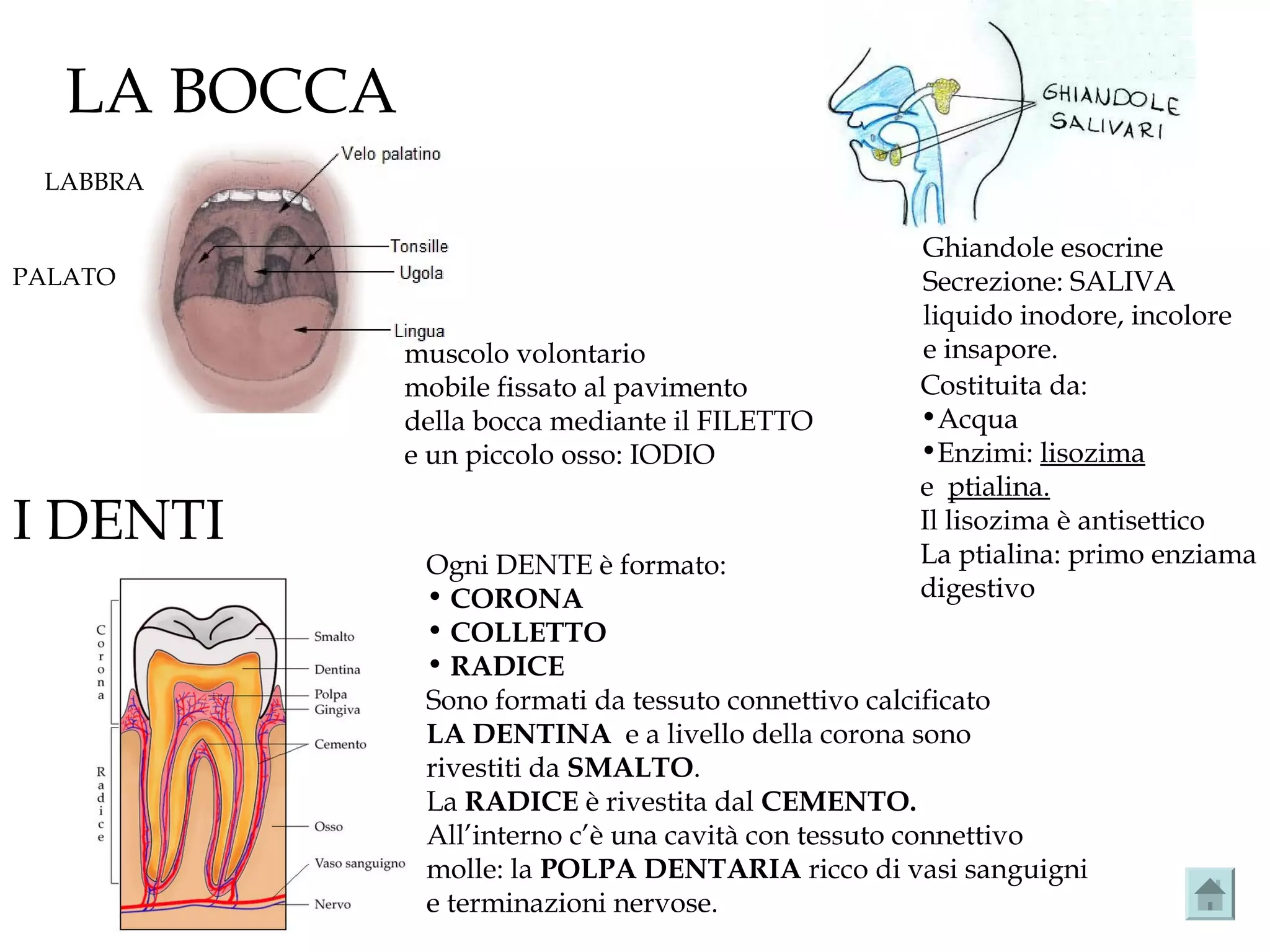 L'apparato digerente | PPT