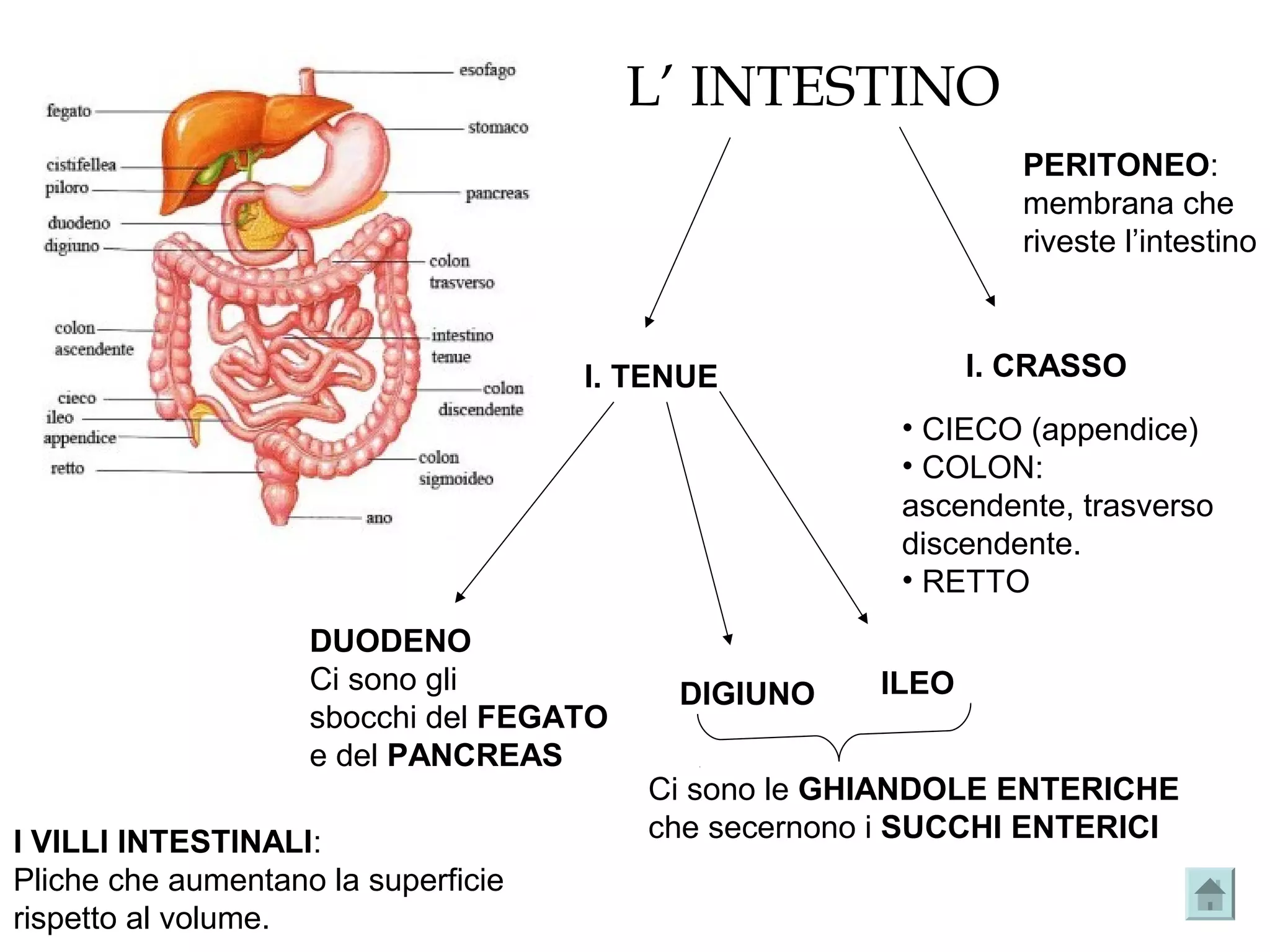 L'apparato digerente | PPT