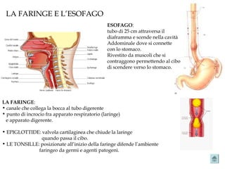 L'apparato digerente | PPT