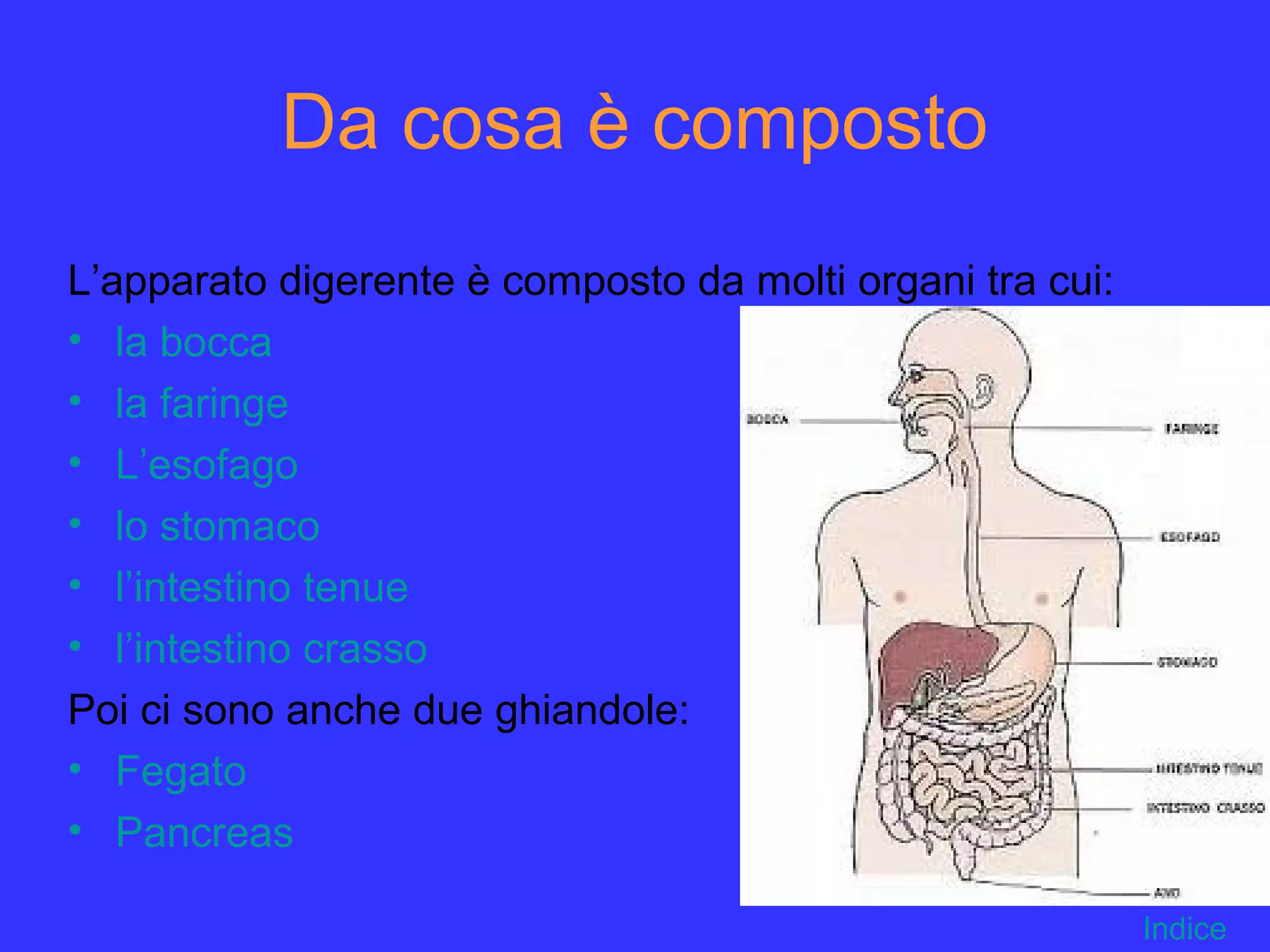 L’apparato digerente | PPT