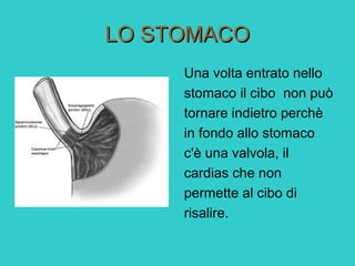 L'apparato digerente - didattica differenziata | PPT