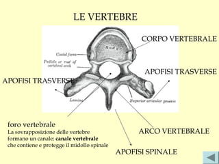 L'apparato locomotore | PPT