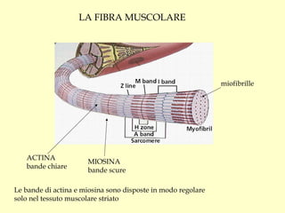 L'apparato locomotore | PPT