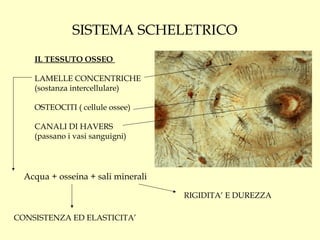 L'apparato locomotore | PPT