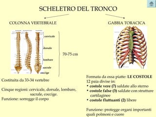 L'apparato locomotore | PPT