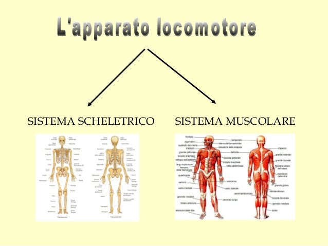 L'apparato locomotore