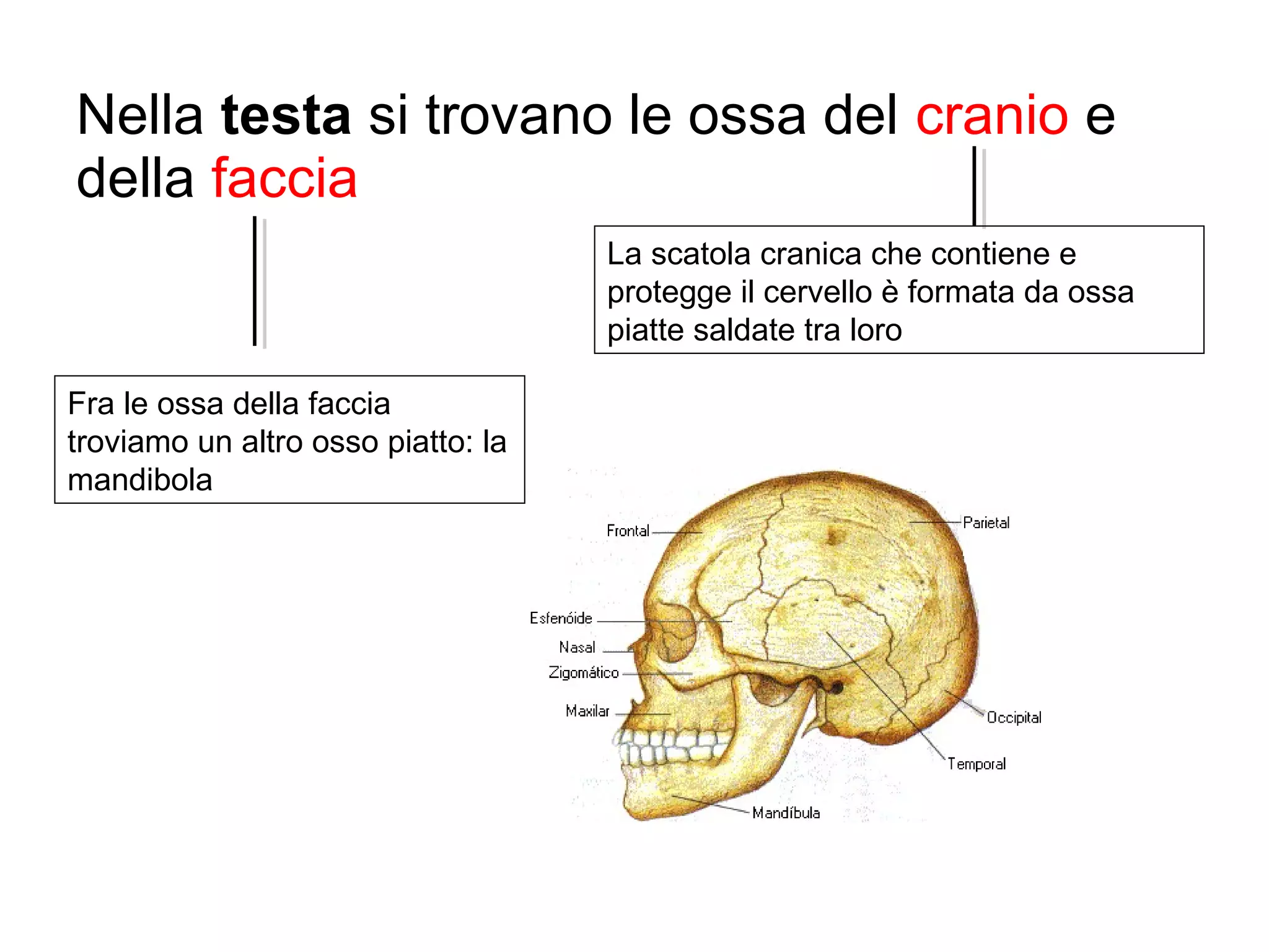 L’ apparato locomotore | PPT