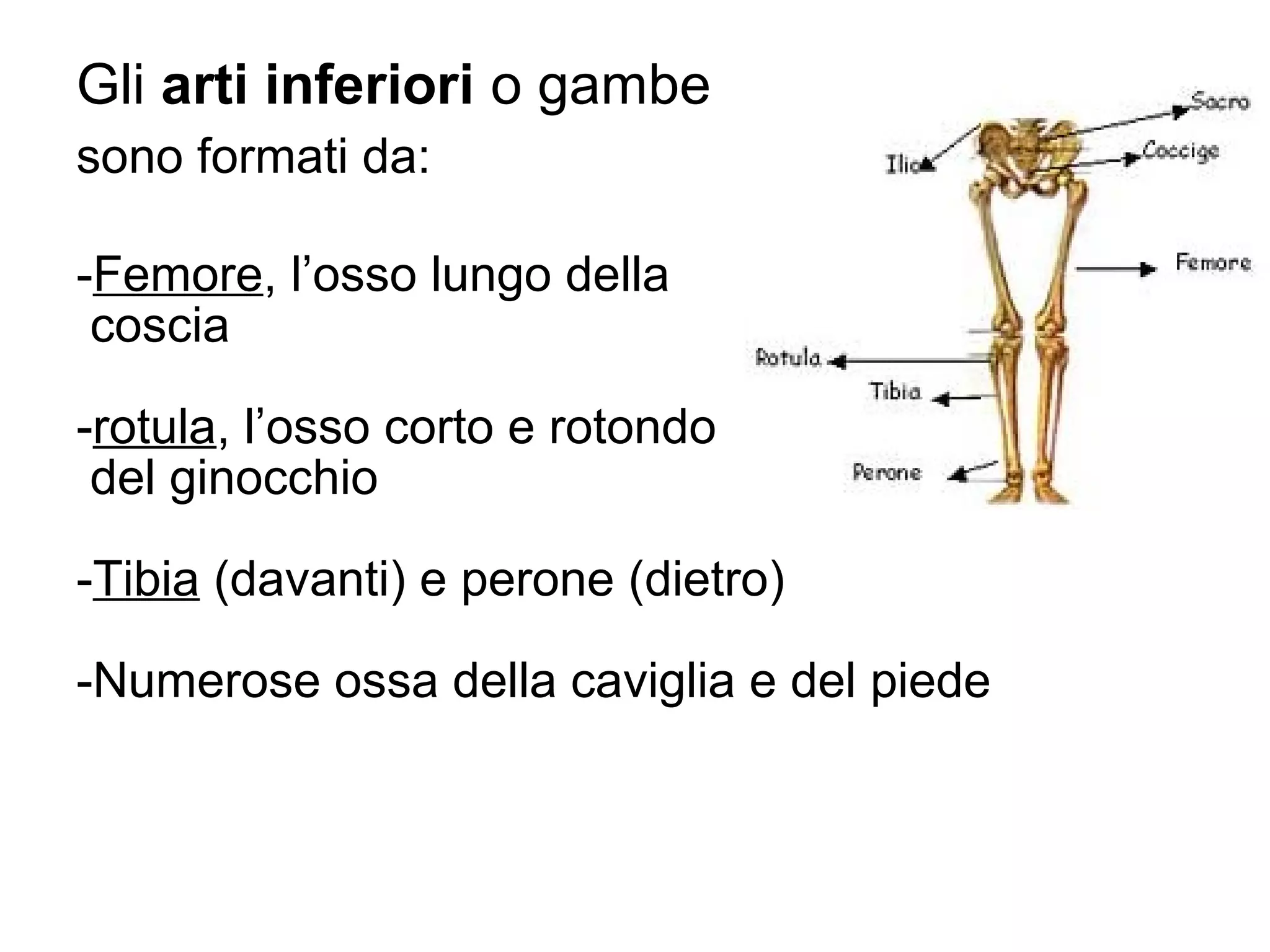 L’ apparato locomotore | PPT