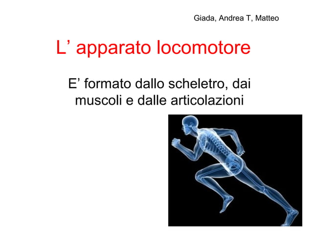 L’ apparato locomotore | PPT | Death, Injury, or Military Conflict | Sensitive Topics