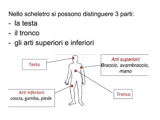 L’ apparato locomotore | PPT