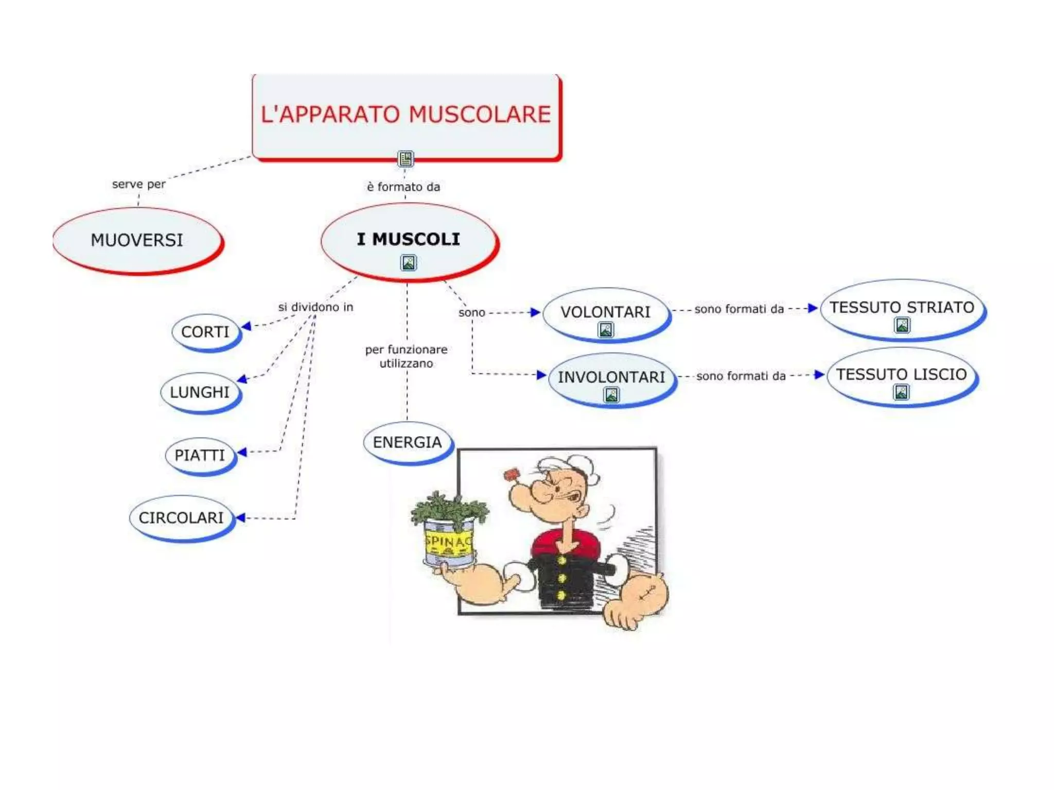 L'apparato muscolare | PPSX