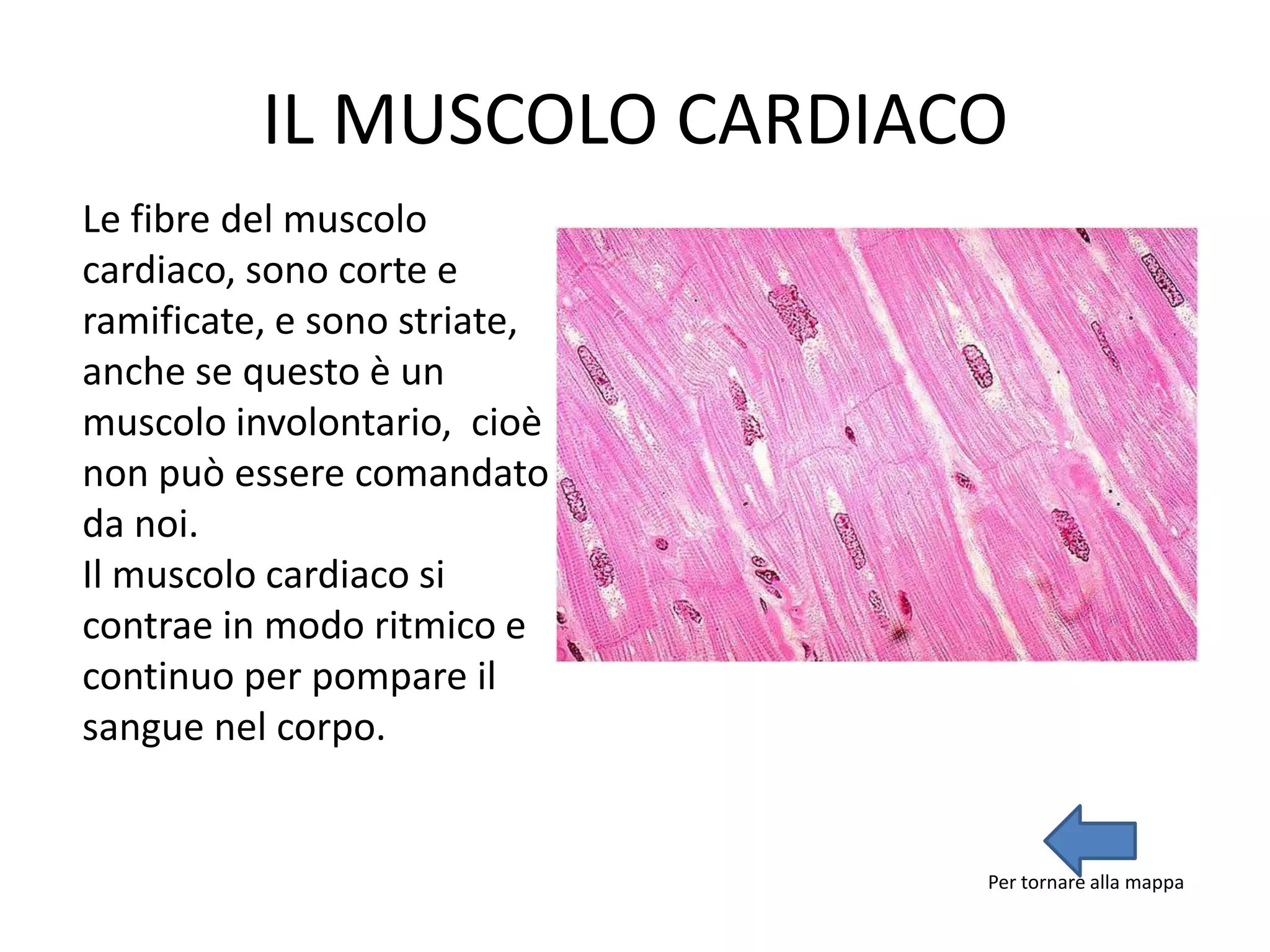 L'apparato muscolare | PPSX