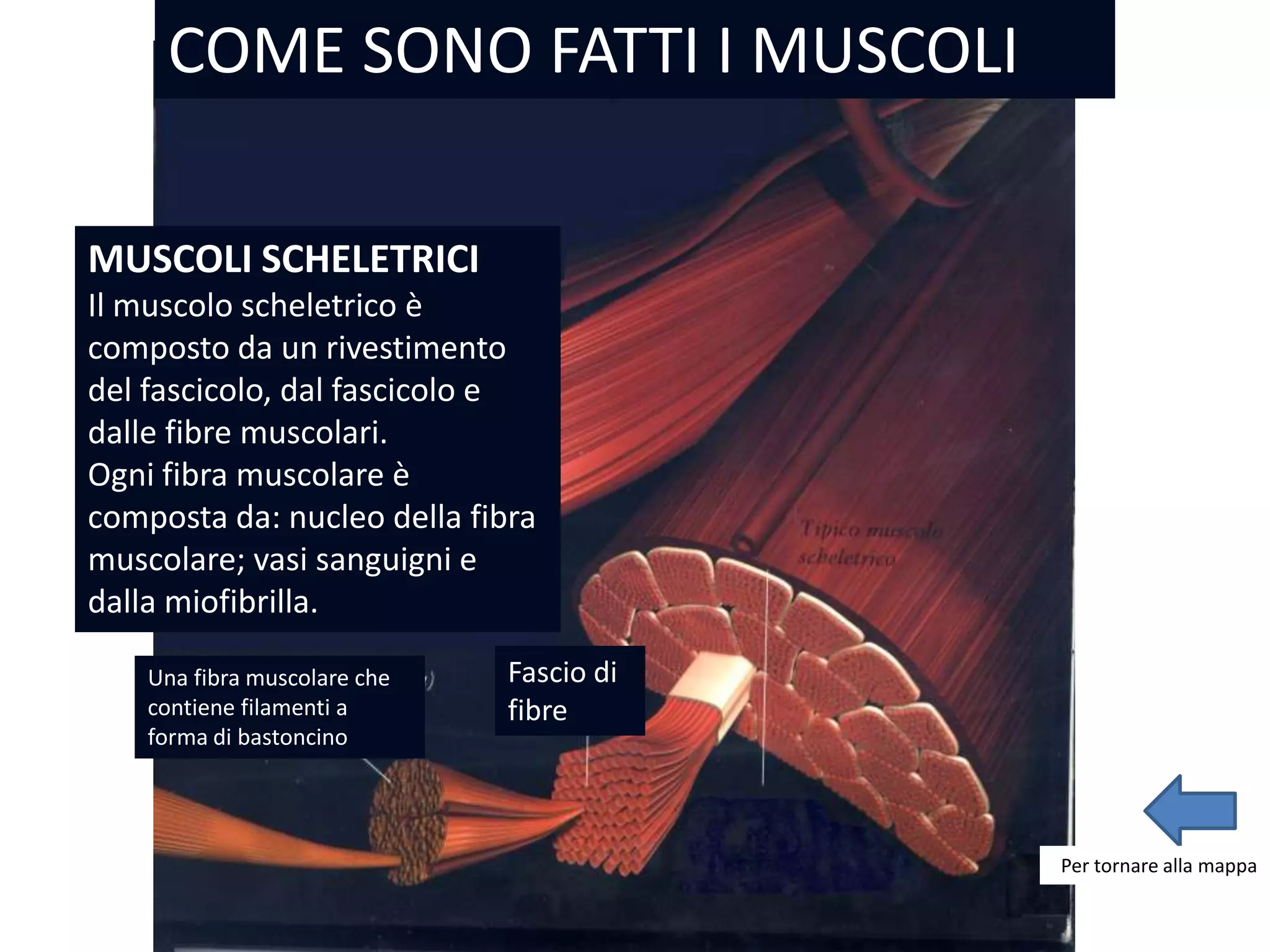 L'apparato muscolare | PPSX