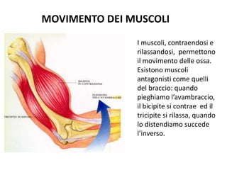 L'apparato muscolare | PPT