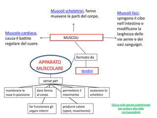 L'apparato muscolare | PPSX