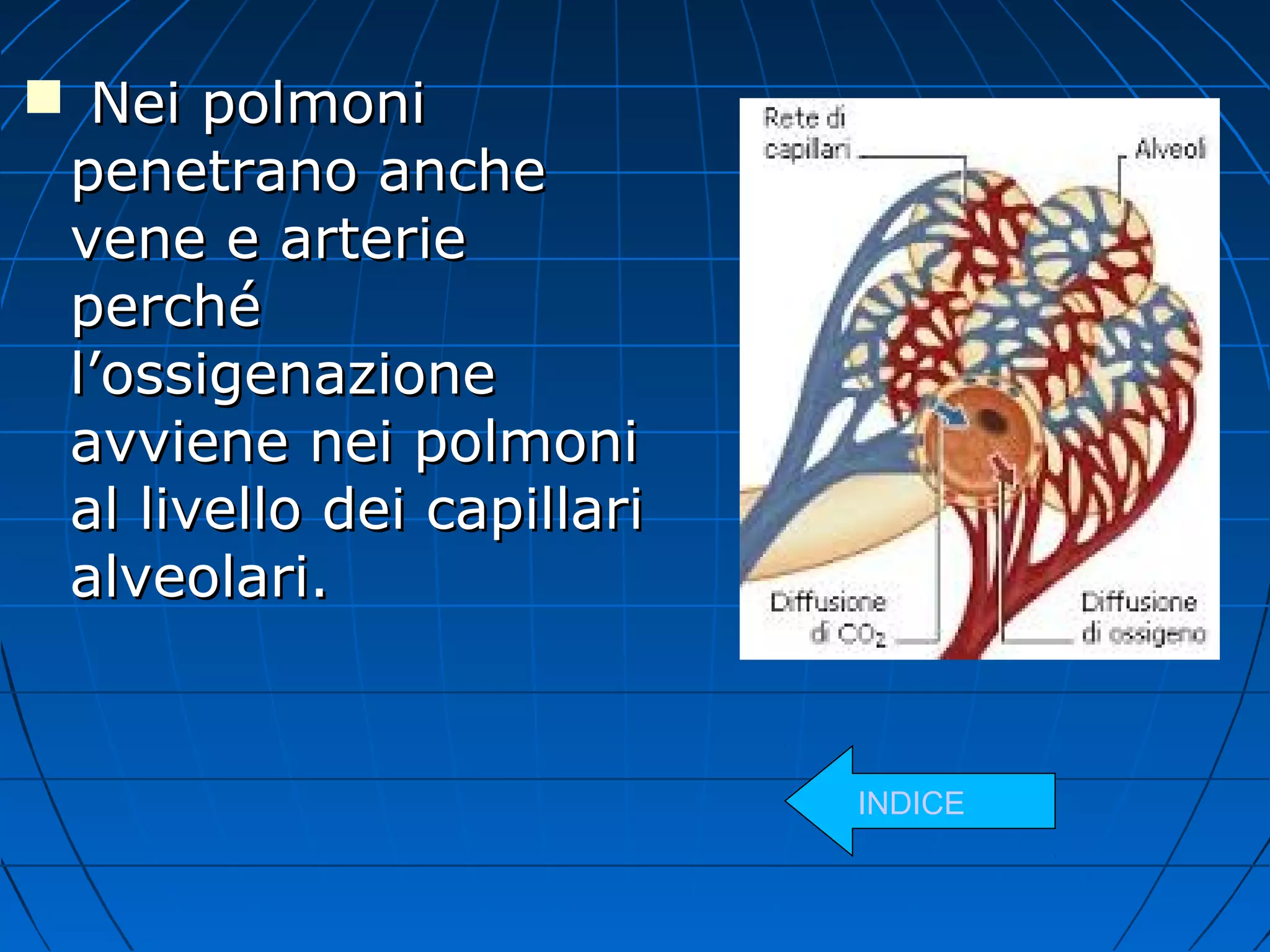 L'apparato respiratorio | PPT