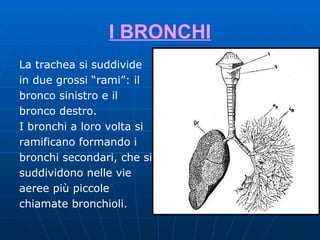 L'apparato respiratorio - didattica differenziata | PPT
