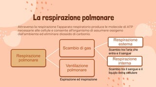 L'apparato respiratorio.pptx