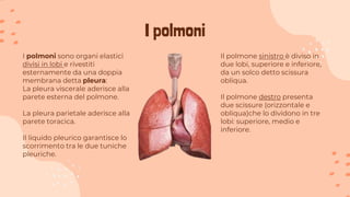 L'apparato respiratorio.pptx
