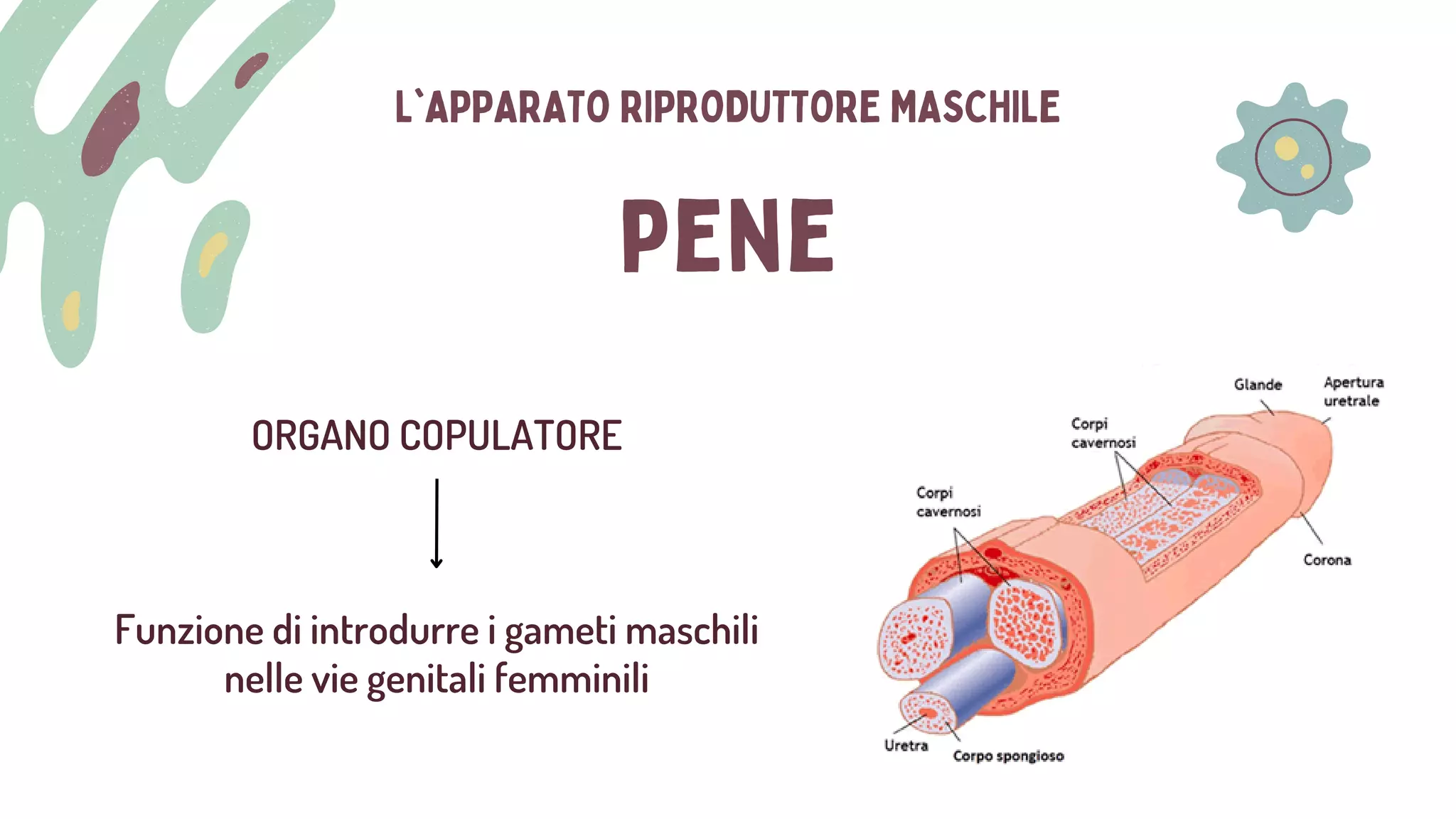 L'apparato_riproduttore_anatomia.pdf