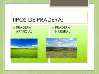 La pradera | PPTX