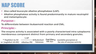 Lap Score Formula | Leukocyte Alkaline Phosphatase (Inactive as of 5/20 ...