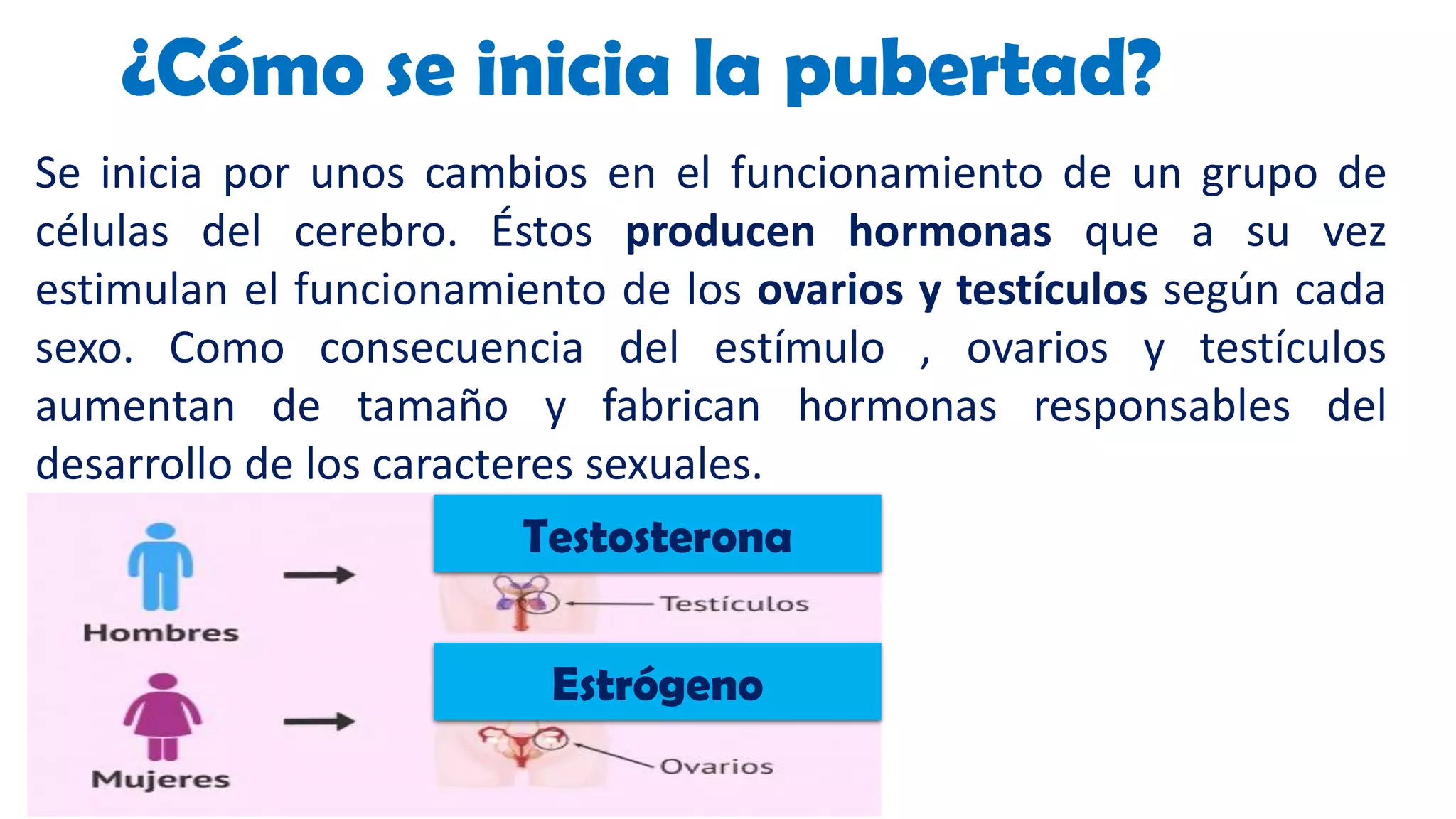 La pubertad | PDF