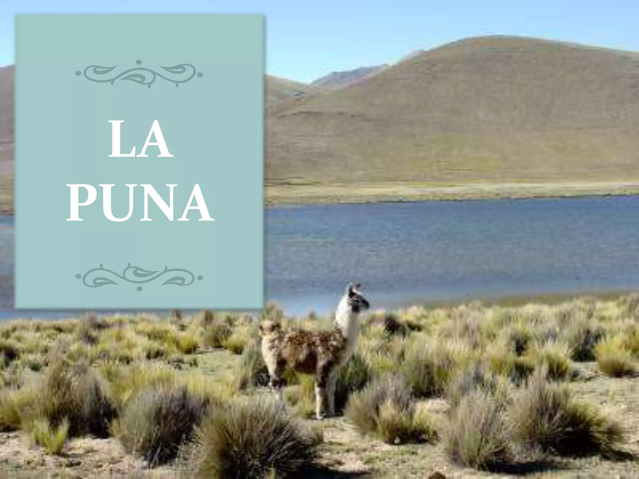 La puna | PPTX