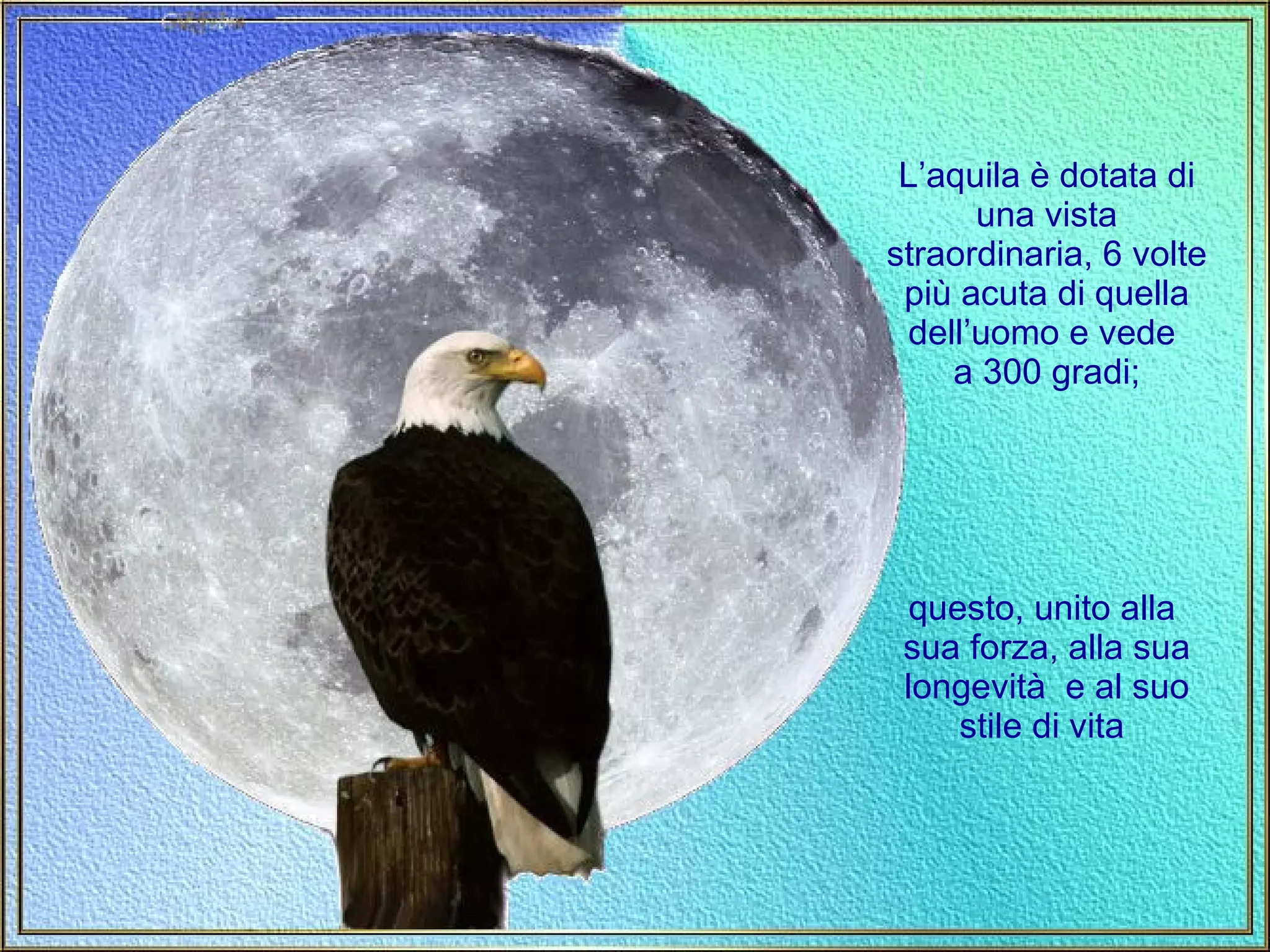 L\ Aquila Reale Mini Documentario B | PPT