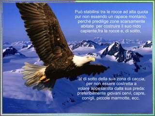 L\ Aquila Reale Mini Documentario B | PPT