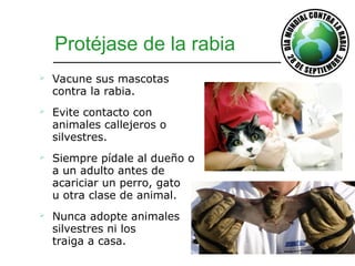 LA RABIA canina versus rabia humanaa ppt | PPT