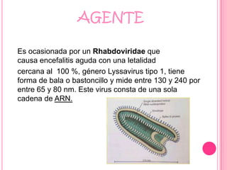 La rabia | PPTX